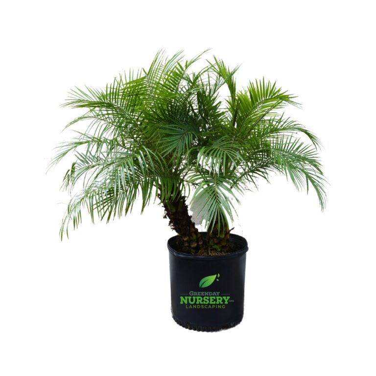 Robellini Palm - Greenday Nursery and Landscaping