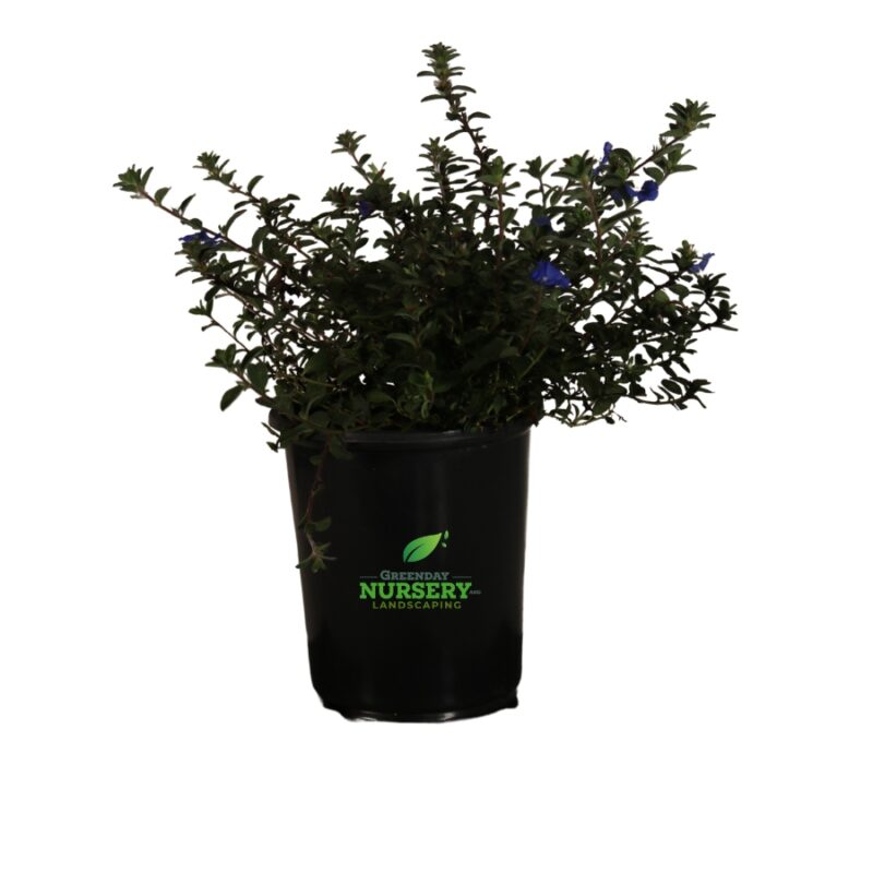 Shop - Greenday Nursery and Landscaping