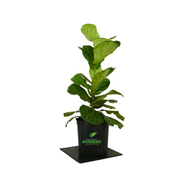 Fiddle Fig Tree Archives - Greenday Nursery and Landscaping